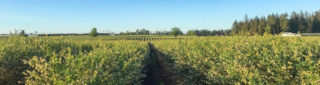 About Us – South Alder Farms